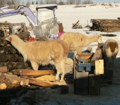 Llama in the Woods | The Llama Sanctuary