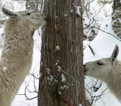 Llama in the Woods | The Llama Sanctuary