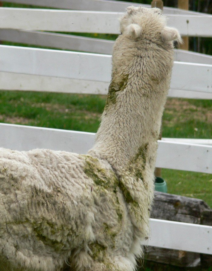 Llama Spit - The Llama Sanctuary