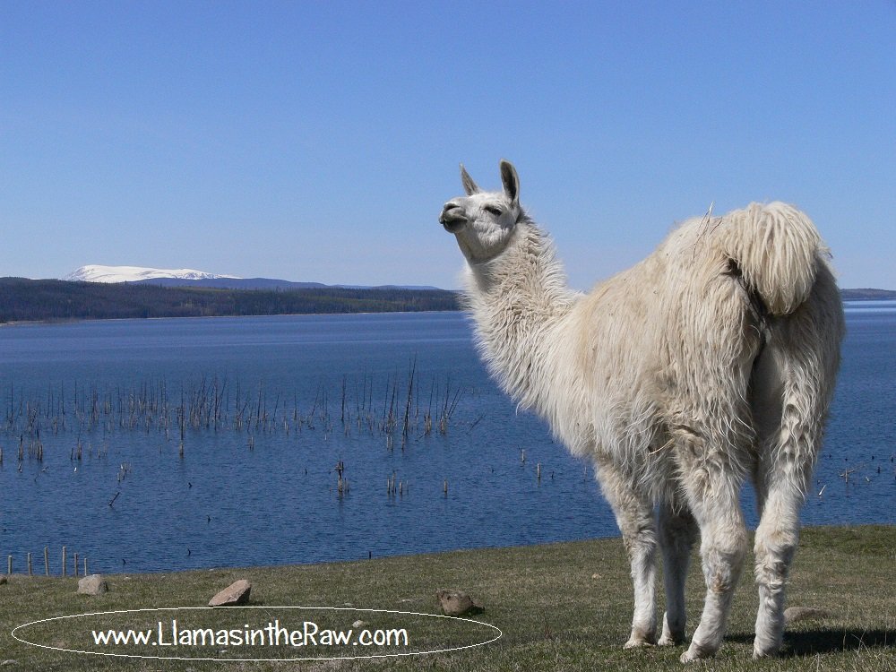 Llama Rescue - The Llama Sanctuary